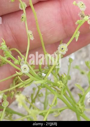 Winged Pigweed (Dysphania atriplicifolia Stock Photo - Alamy