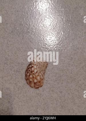 Rectangular False Cockle (Cardita variegata Stock Photo - Alamy