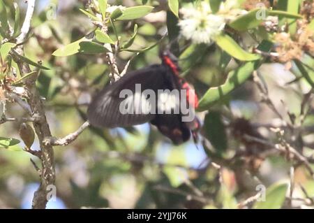 Red-bodied Swallowtail (Pachliopta polydorus Stock Photo - Alamy