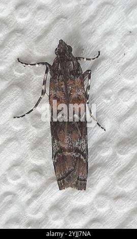 Zimmerman Pine Moth (Dioryctria zimmermani Stock Photo - Alamy