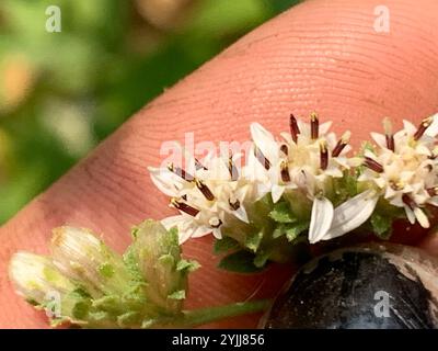 Oregon whitetop aster (Sericocarpus oregonensis Stock Photo - Alamy