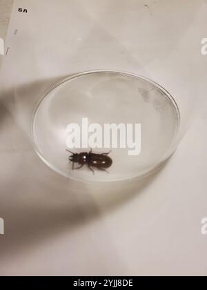 Pole Borer (Neandra brunnea Stock Photo - Alamy