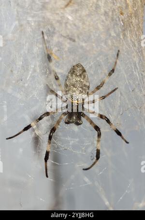 African Hermit Spider (Nephilingis cruentata), Arachnida, Araçariguama ...