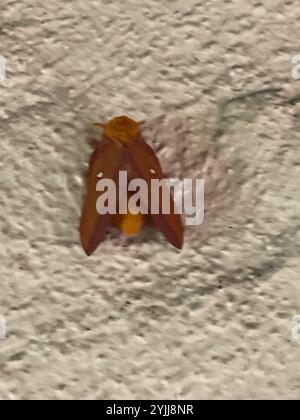 Southern Pink-striped Oakworm Moth (Anisota pellucida Stock Photo - Alamy