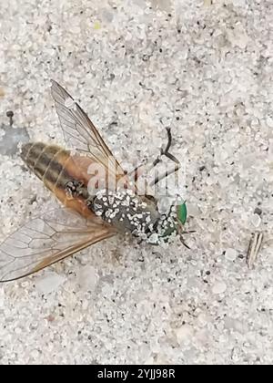 Saltmarsh Greenhead Flies (Tabanus nigrovittatus Stock Photo - Alamy