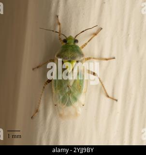 Lygus Bugs (Lygus Stock Photo - Alamy