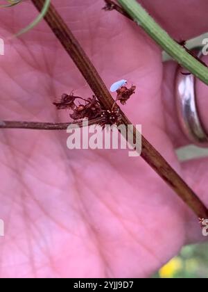 Dusty-winged Lacewings (Coniopterygidae Stock Photo - Alamy