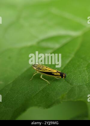 Yellow-striped Leafhopper (Sibovia occatoria Stock Photo - Alamy