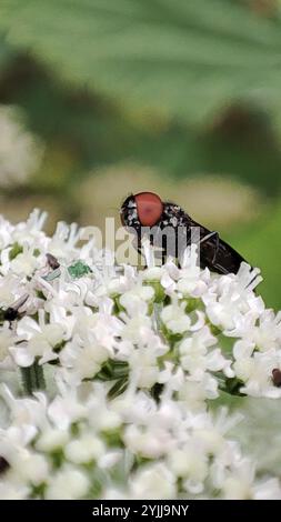 Dark-winged Chrysogaster (Chrysogaster solstitialis Stock Photo - Alamy