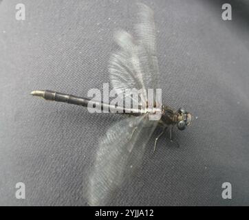 Dusky Clubtail (Phanogomphus spicatus Stock Photo - Alamy