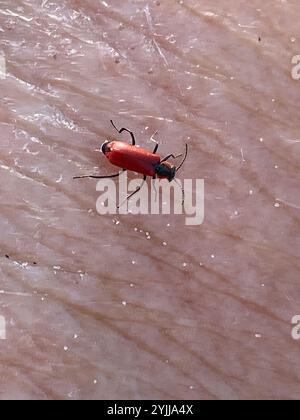 Red Malachite Beetle (Anthocomus rufus Stock Photo - Alamy