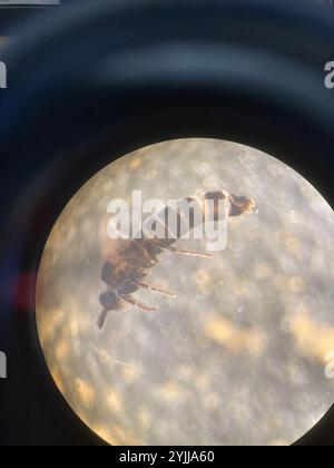 Minute Black Scavenger Flies (Scatopsidae Stock Photo - Alamy