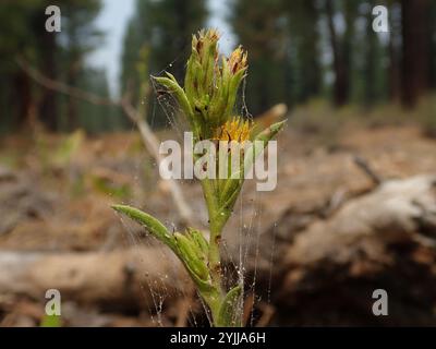 sticky pyrrocoma (Pyrrocoma lucida Stock Photo - Alamy