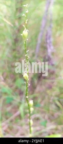 White Adder's Mouth (Malaxis monophyllos Stock Photo - Alamy