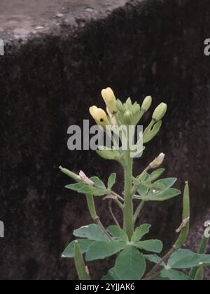 Asian spiderflower (Cleome viscosa Stock Photo - Alamy