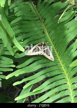 Triangular-striped moth (Chalciope mygdon Stock Photo - Alamy