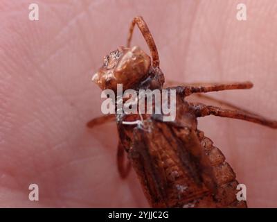 Spiny Baskettail (Epitheca spinigera Stock Photo - Alamy