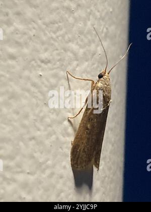 Twin-spot Honey (Lamoria zelleri Stock Photo - Alamy