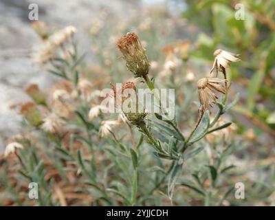 Starved Daisy (Erigeron miser Stock Photo - Alamy
