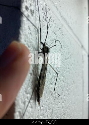 Giant Crane Fly, Tipula abdominalis, very large insect on siding of ...