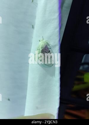 Dot-lined White (Artace cribrarius Stock Photo - Alamy