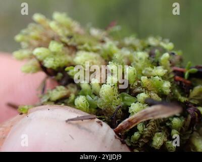 Alpine Jagged Notchwort (Schistochilopsis opacifolia Stock Photo - Alamy