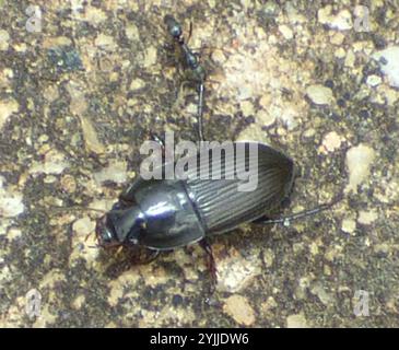 Rustic Harp Ground Beetle (Anisodactylus rusticus Stock Photo - Alamy
