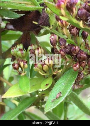 Hairy Pinweed (Lechea mucronata Stock Photo - Alamy