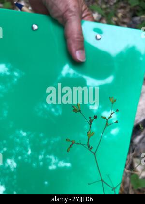Wineflower (Boerhavia diffusa Stock Photo - Alamy
