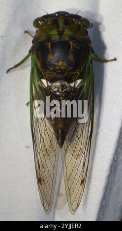 Swamp Cicada (Neotibicen tibicen Stock Photo - Alamy