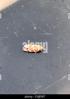Jack Pine Budworm Moth (Choristoneura pinus), Insecta, Bruce St, Sault ...