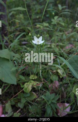 fen grass of Parnassus (Parnassia glauca Stock Photo - Alamy
