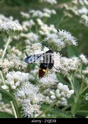 Blue-winged Scoliid Wasp (Scolia dubia Stock Photo - Alamy