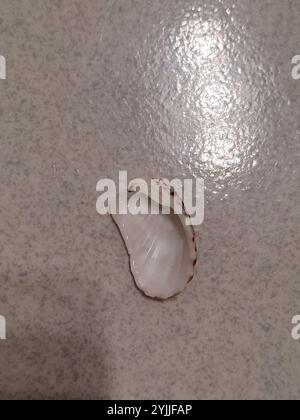 Rectangular False Cockle (Cardita variegata Stock Photo - Alamy