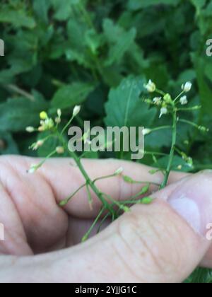 Amphibious Yellowcress (Rorippa amphibia Stock Photo - Alamy
