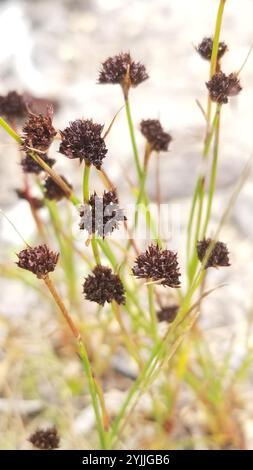 dagger rush (Juncus ensifolius Stock Photo - Alamy