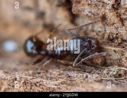Western Collared Ant (Aphaenogaster occidentalis Stock Photo - Alamy