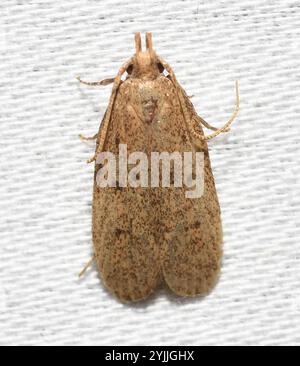 Juniper Tip Moth (Glyphidocera juniperella Stock Photo - Alamy