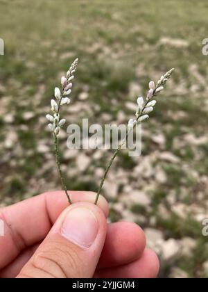 white milkwort (Polygala alba Stock Photo - Alamy