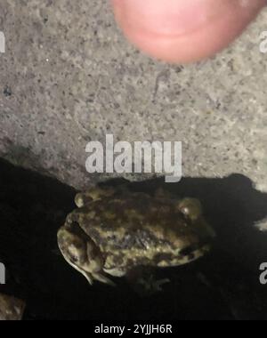 Southern Spadefoots (Scaphiopus Stock Photo - Alamy