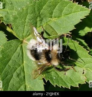 Bohemian Cuckoo Bumble bee (Bombus bohemicus Stock Photo - Alamy