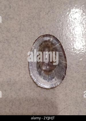 True Limpets (Patellogastropoda Stock Photo - Alamy