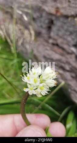 western false asphodel (Triantha occidentalis Stock Photo - Alamy