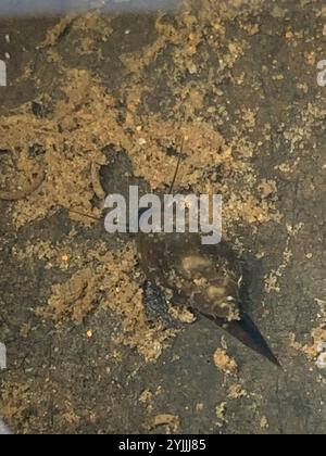 Acute Bladder Snail (Physella acuta) Mollusca Stock Photo - Alamy