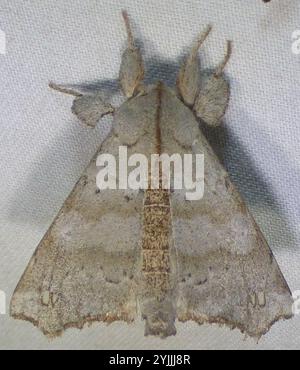 Angel Moth (Olceclostera angelica Stock Photo - Alamy