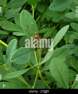 Lupine Bug (Megalotomus quinquespinosus Stock Photo - Alamy