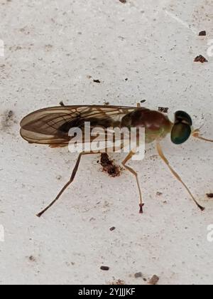 Compost Fly (Ptecticus trivittatus Stock Photo - Alamy