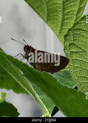 Three-spotted Skipper (Cymaenes tripunctus Stock Photo - Alamy