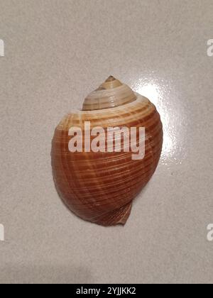 Giant Tun Snail (Tonna galea), Mollusca, Praia do Cassino - RS, Brazil ...