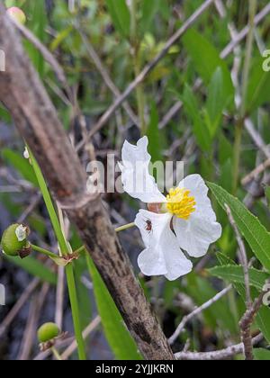 Grass-leaved Arrowhead (Sagittaria graminea Stock Photo - Alamy
